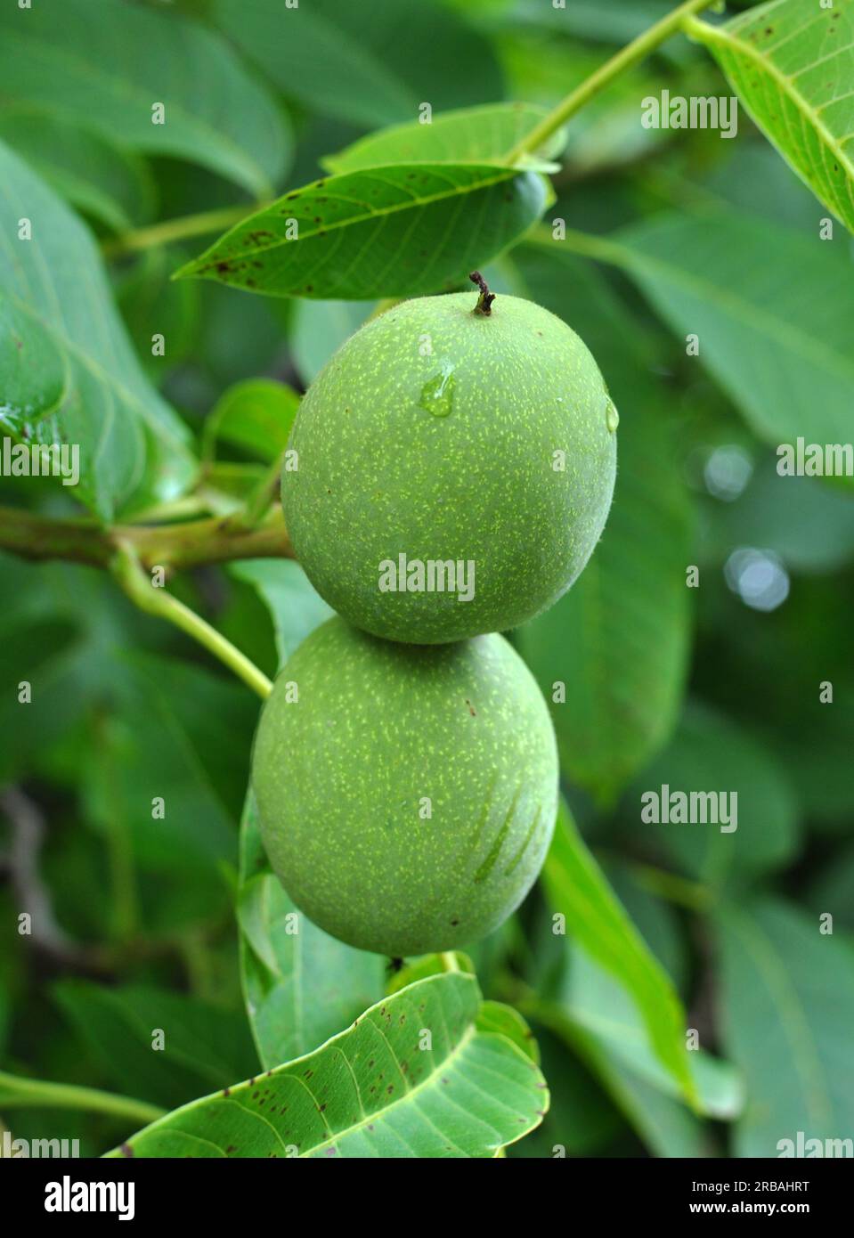 Walnut tree leaves hi-res stock photography and images - Alamy