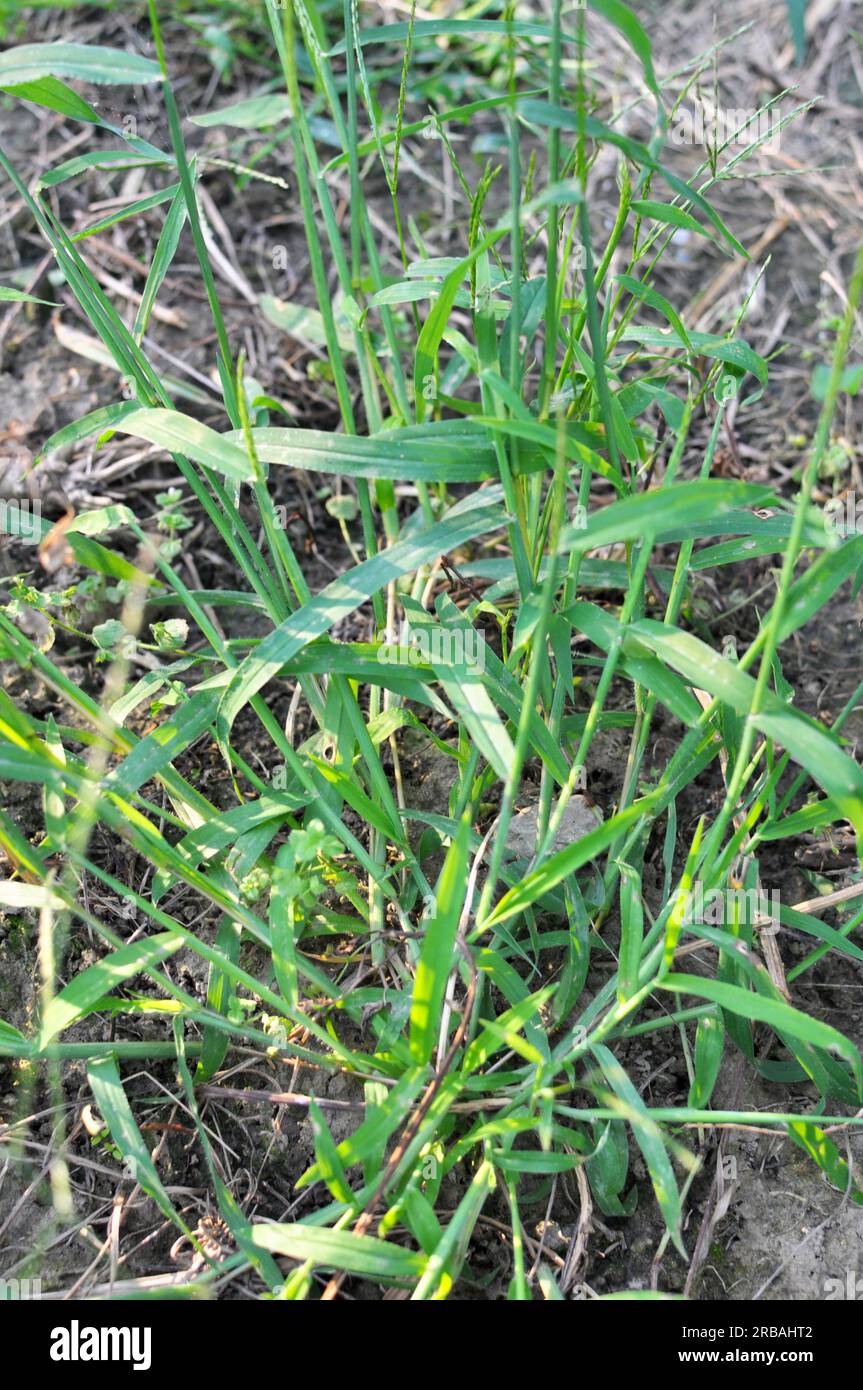 In the wild, Digitaria sanguinalis grows in the field like a weed Stock ...