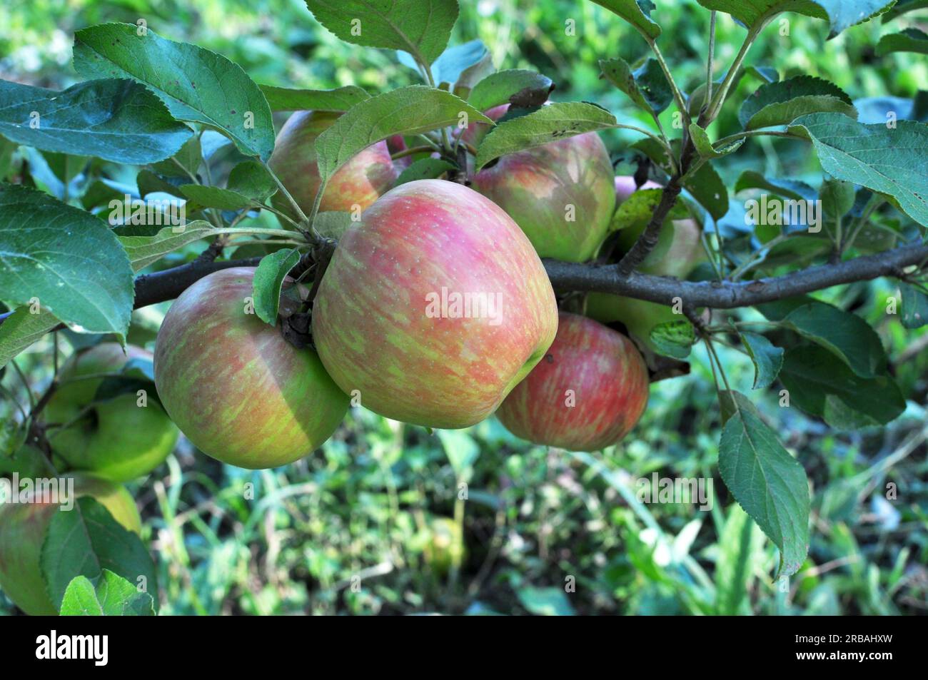 In the orchard, apples ripen on the tree branch Stock Photo - Alamy