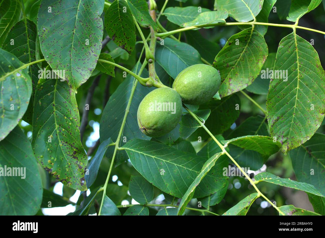 Walnut tree leaves hi-res stock photography and images - Alamy