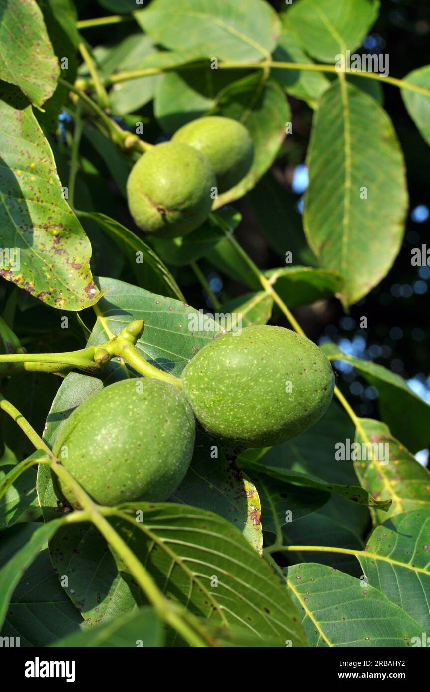 Walnut tree leaves hi-res stock photography and images - Alamy