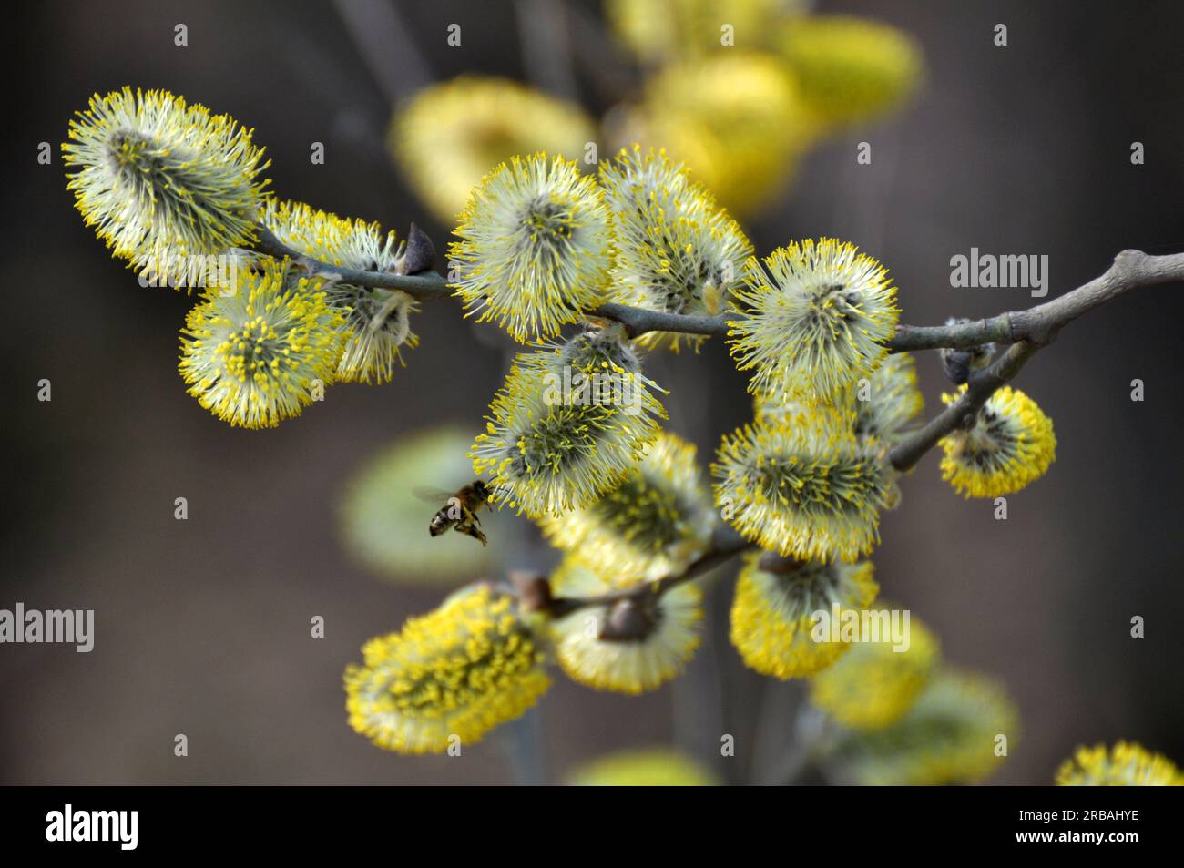In spring, the willow (Salix caprea) branch blooms in nature Stock ...