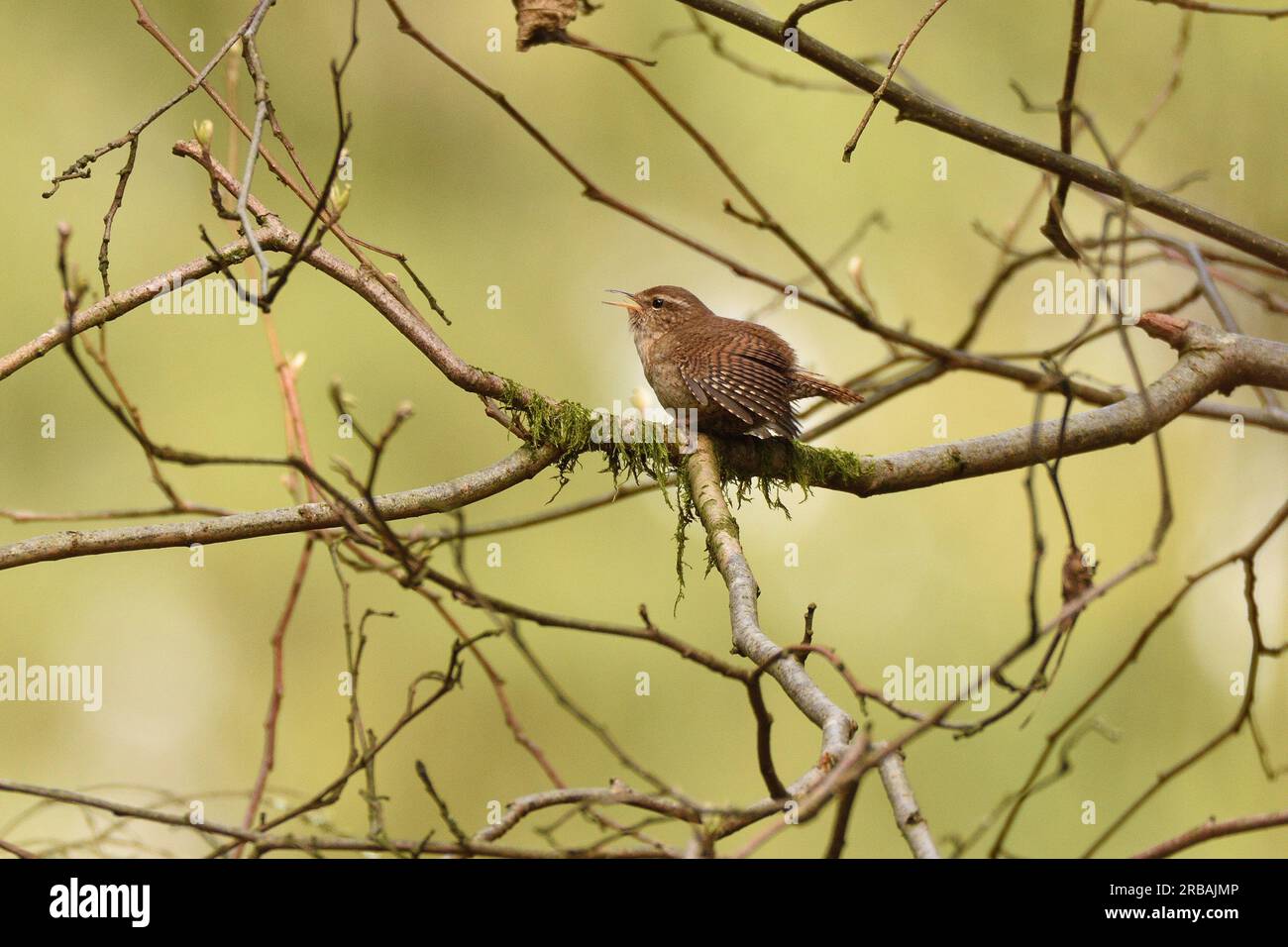 Eurasian Wren singing and displaying deep in the forest during spring ...