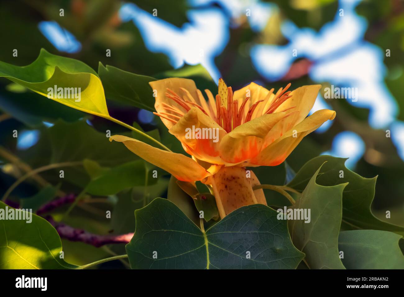 Tulip tree branches with flowers and buds. Latin name Liriodendron ...