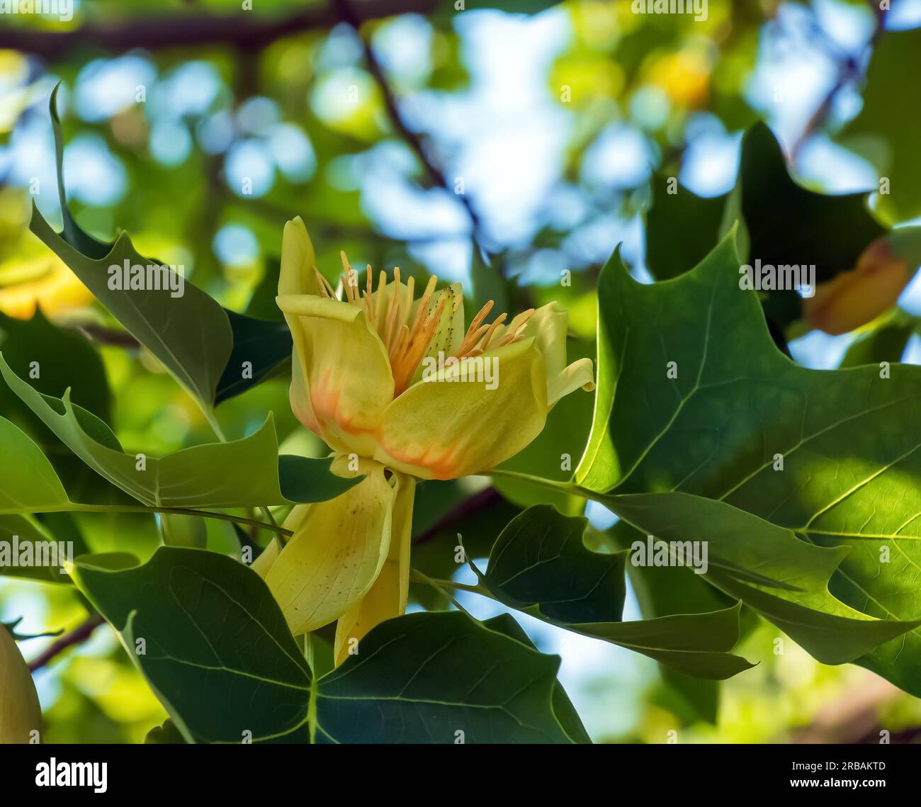 Tulip tree branches with flowers and buds. Latin name Liriodendron ...