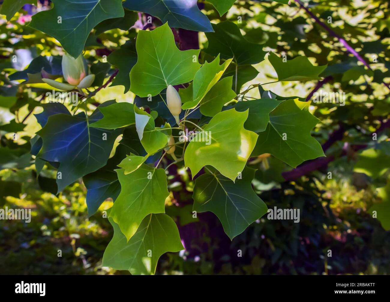 Tulip tree branches with flowers and buds. Latin name Liriodendron ...