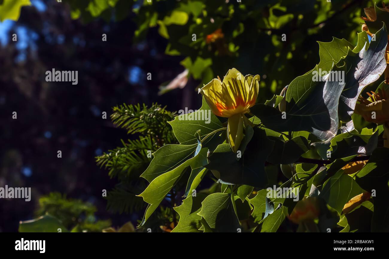 Tulip tree branches with flowers and buds. Latin name Liriodendron ...