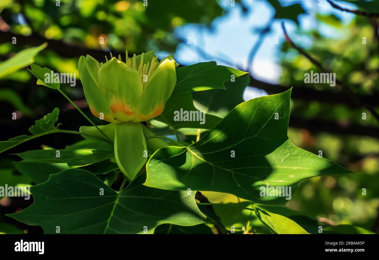 Tulip tree branches with flowers and buds. Latin name Liriodendron ...