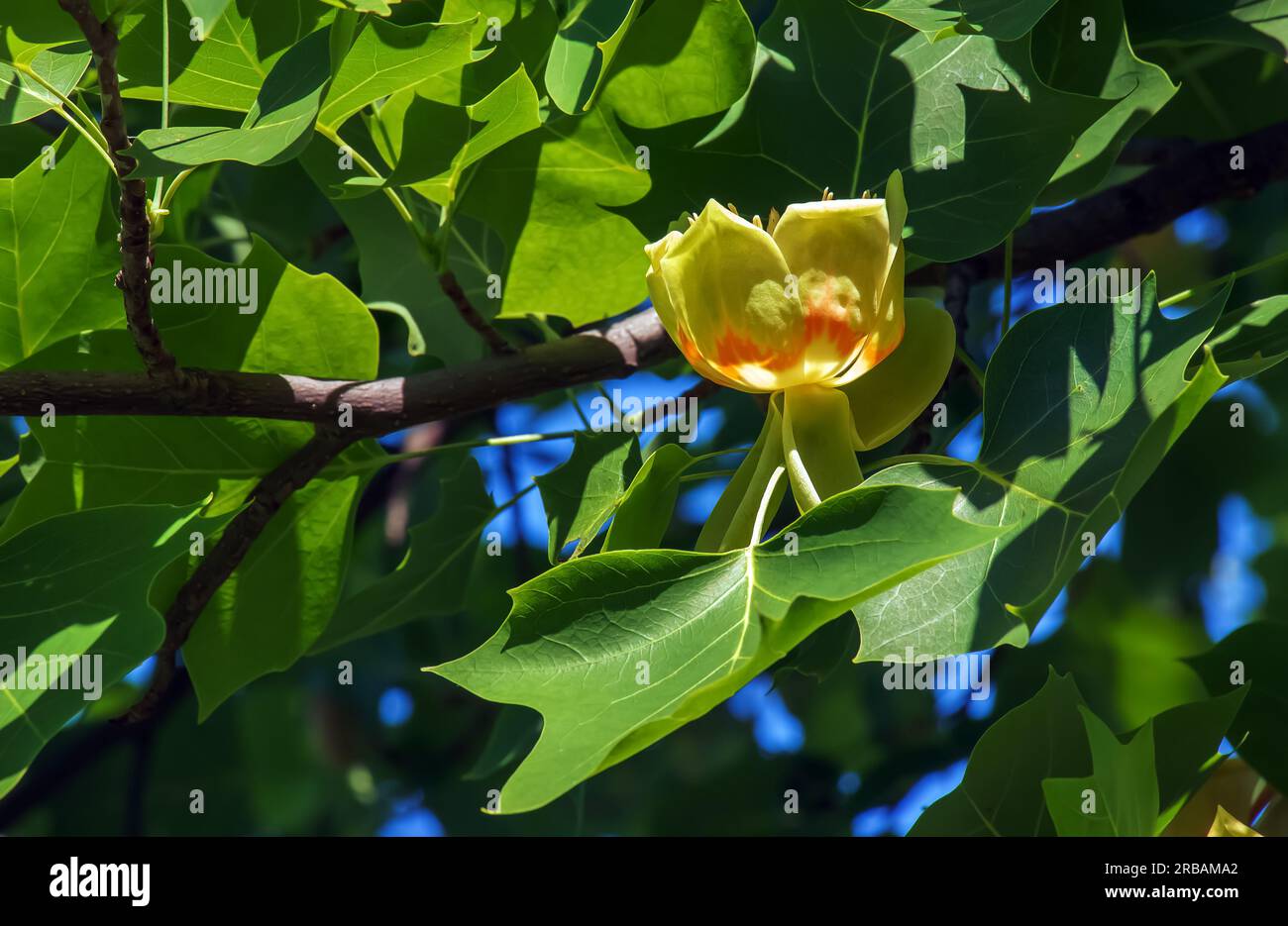Tulip tree branches with flowers and buds. Latin name Liriodendron ...