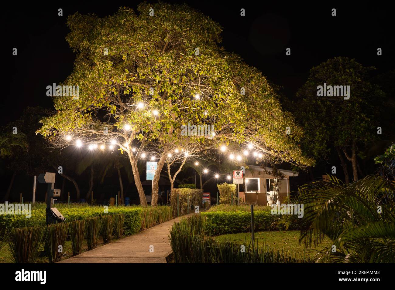 Illuminated Path, A Night in Costa Rica Under a Lit Tree Stock Photo ...