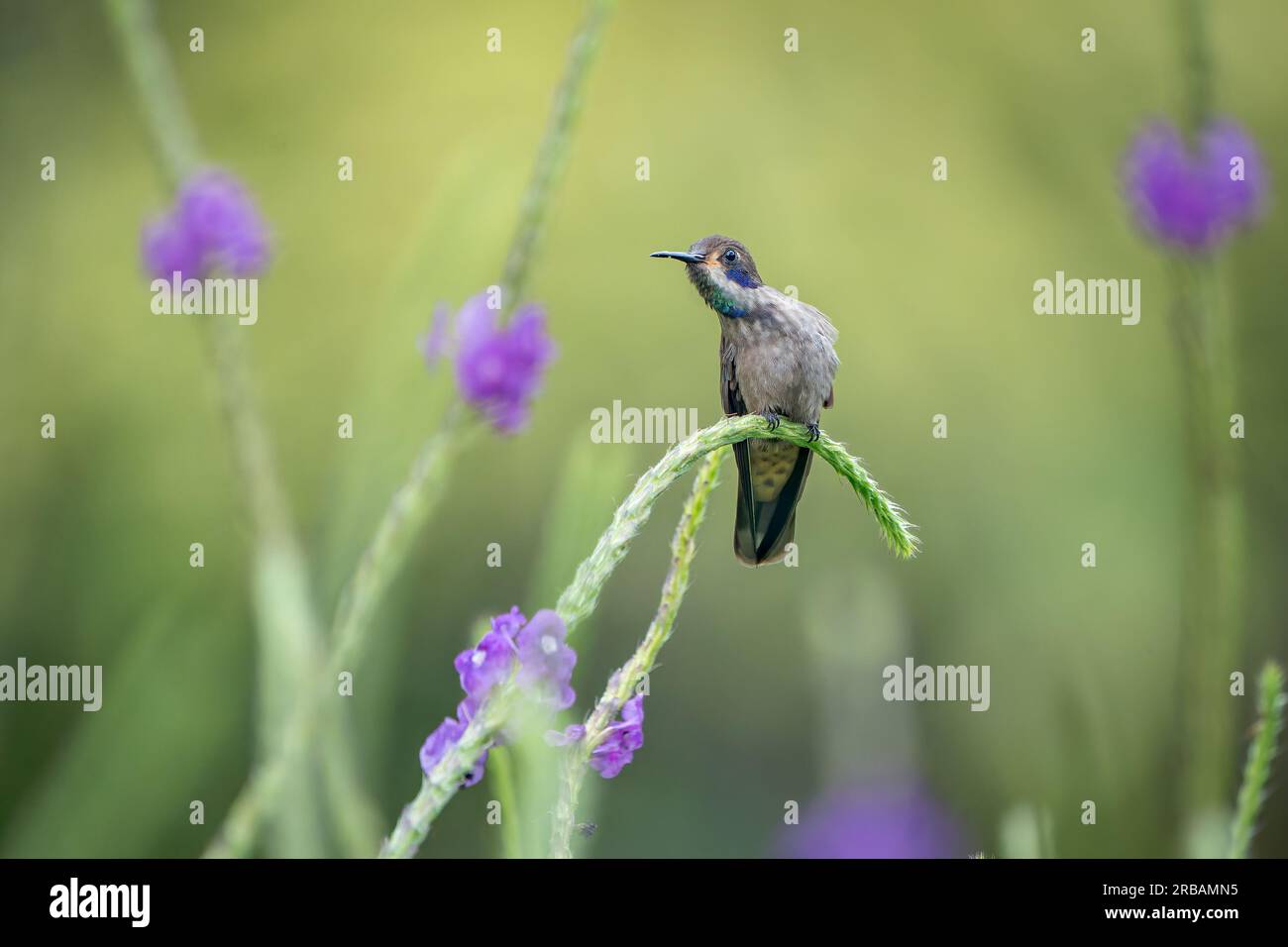 Stunning Brown Violetear, Colibri delphinae, on Vibrant Stachytarpheta ...