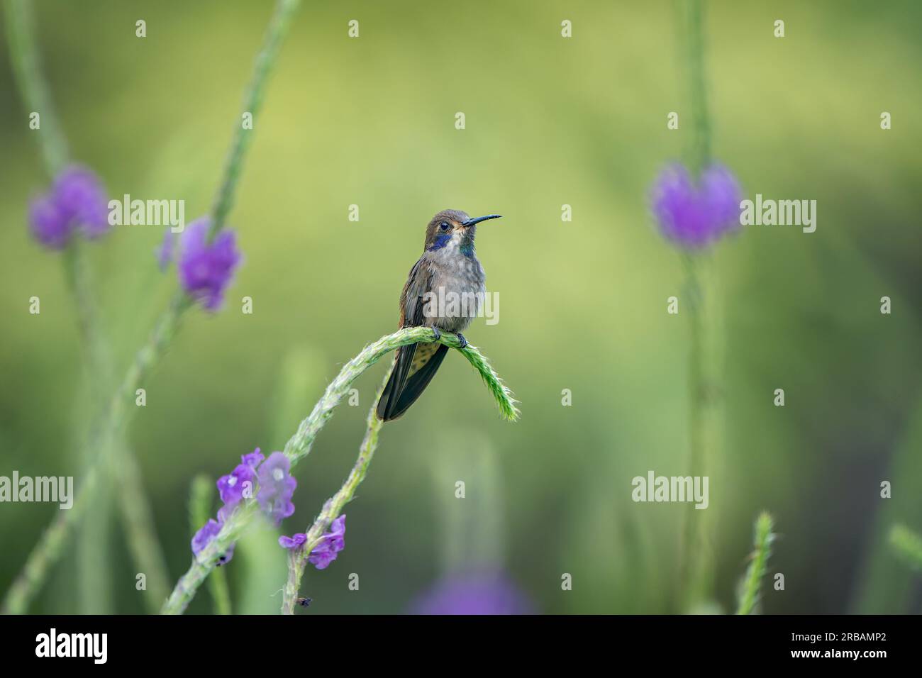 Stunning Brown Violetear, Colibri delphinae, on Vibrant Stachytarpheta ...