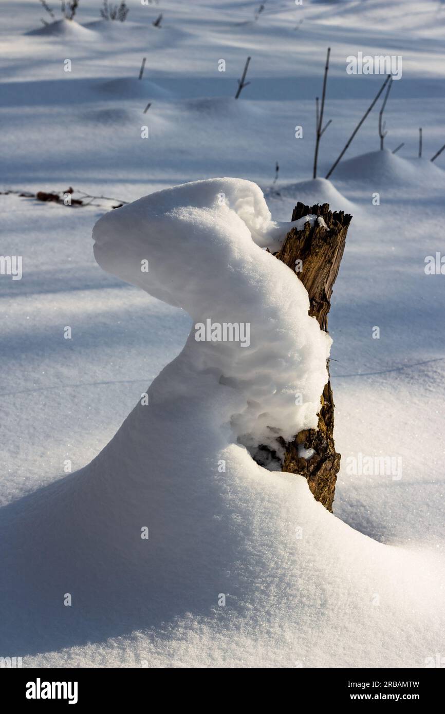A crooked snowdrift of snow stuck to a stump from a tree, winter ...