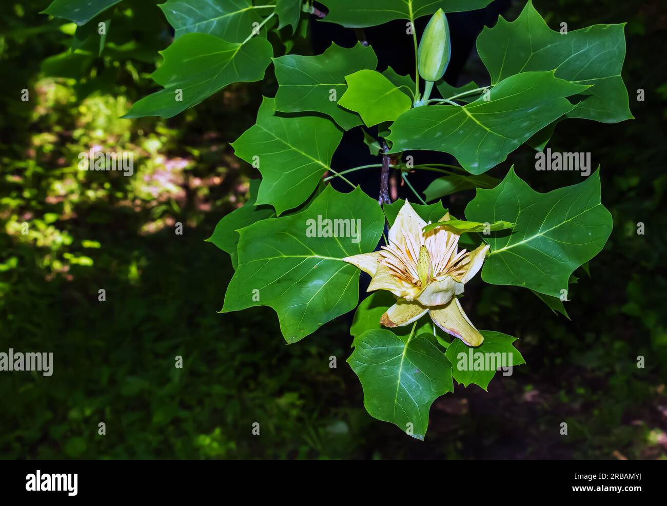 Tulip tree branches with flowers and buds. Latin name Liriodendron ...