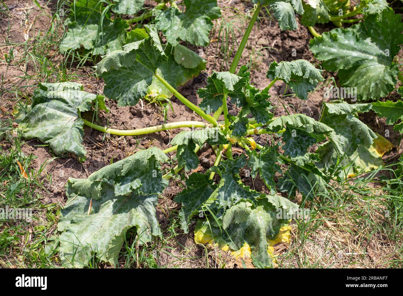 Withered zucchini bush with drooping green leaves. Growing vegetables ...