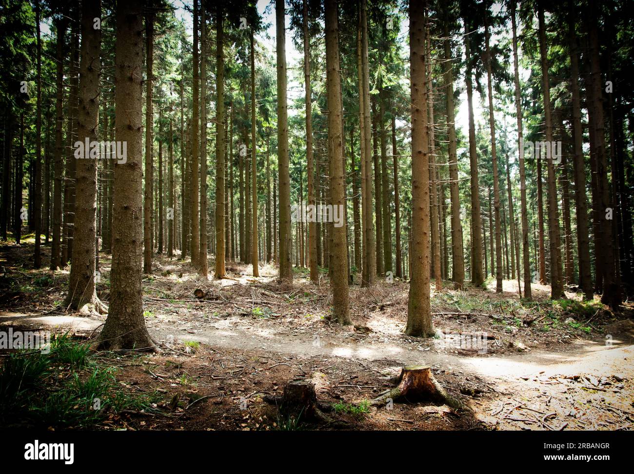 Details of old forest Stock Photo - Alamy