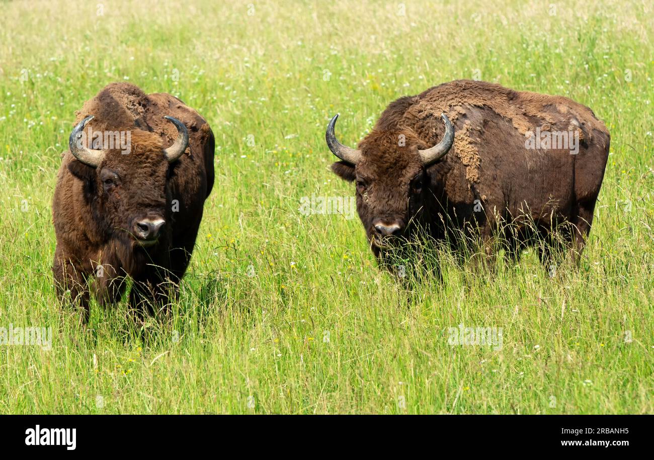 American bisons national bison hi-res stock photography and images - Alamy
