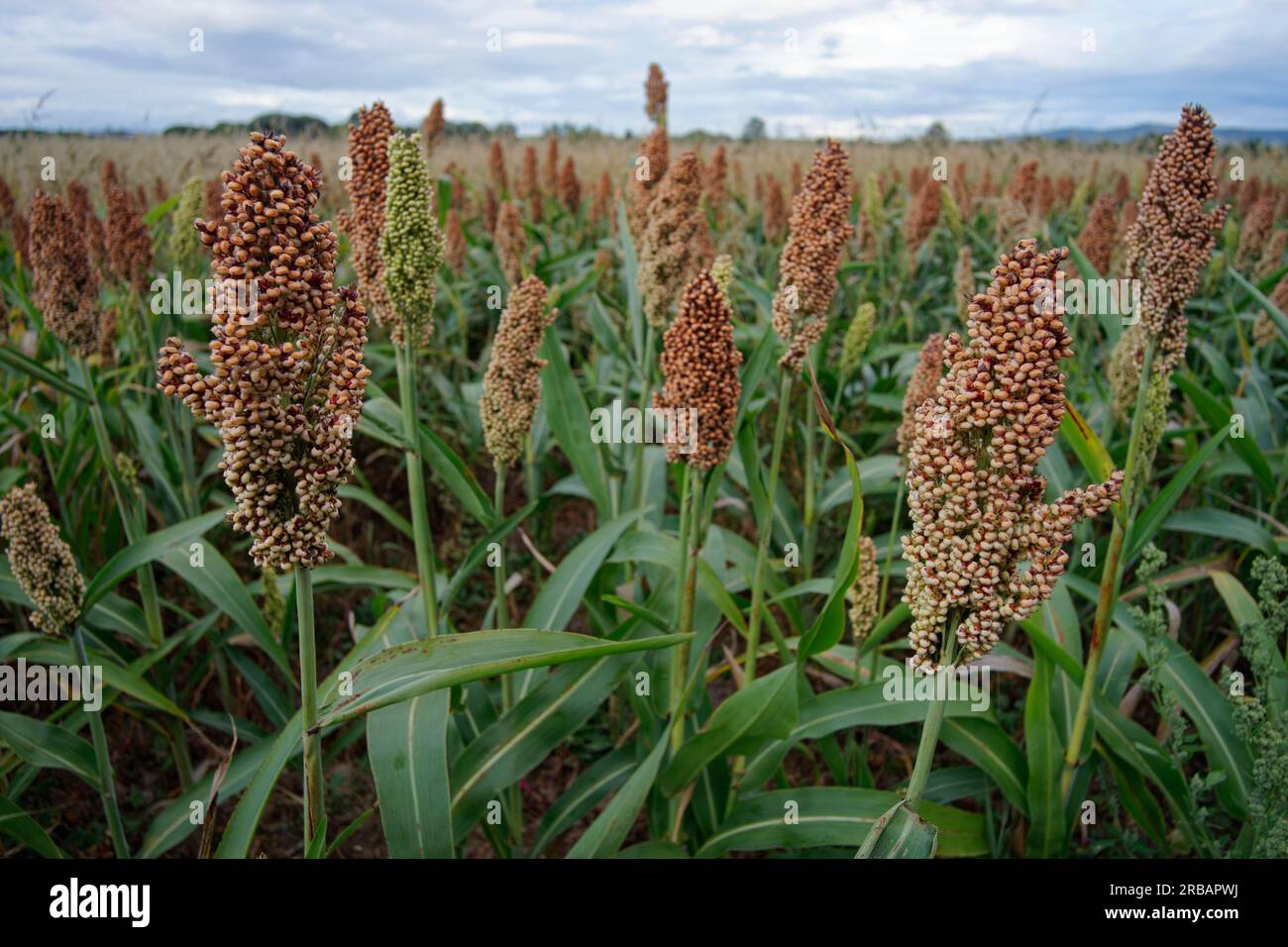 Sorghum millet hi-res stock photography and images - Alamy