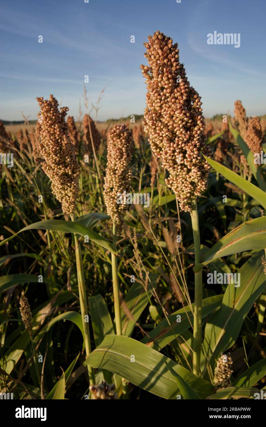 Sorghum millet hi-res stock photography and images - Alamy