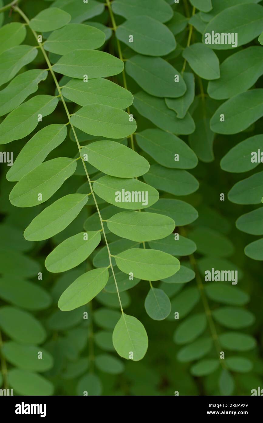 Robinia Tree Leaves
