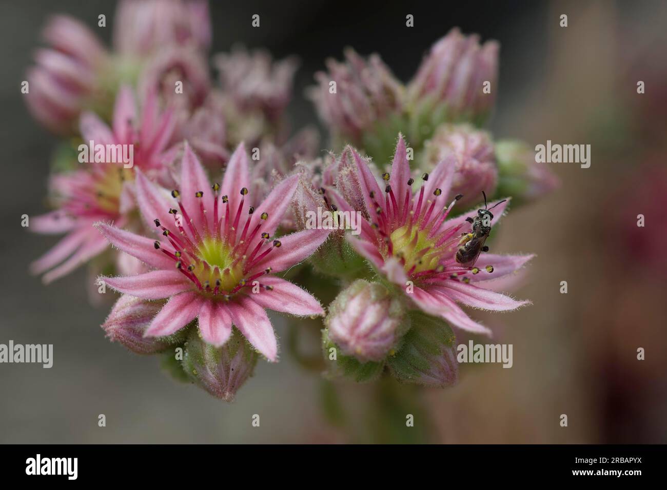 Houseleek flower hi-res stock photography and images - Alamy