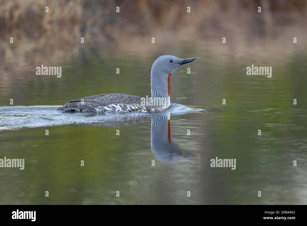 Red-throated diver (Gavia stellata), swimming in splendour on a bog ...