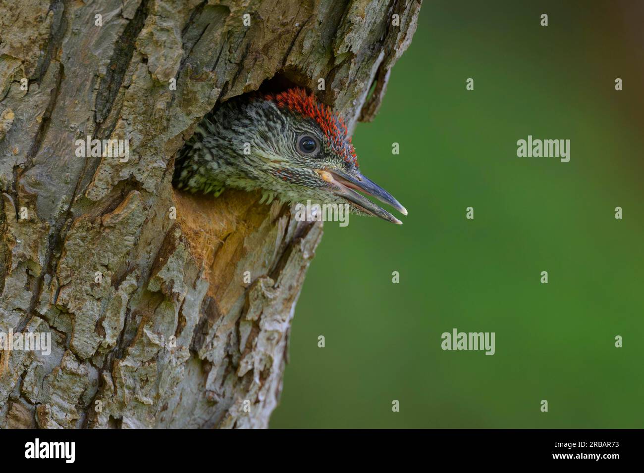 European green woodpecker (Picus viridis), almost fledged young bird ...