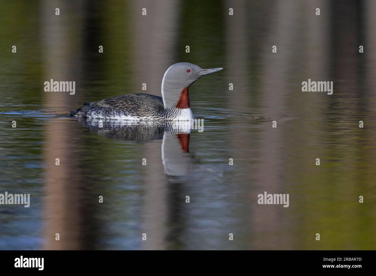 Red-throated diver (Gavia stellata), swimming in splendour on a forest ...