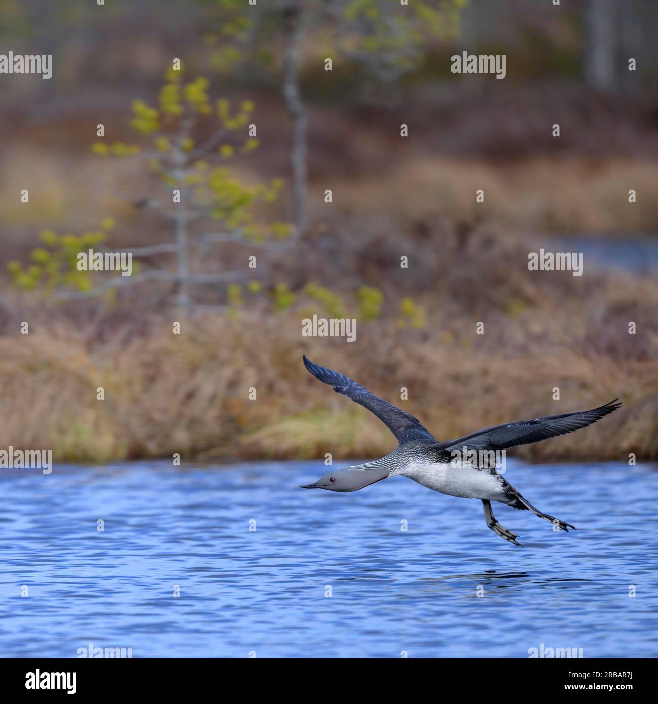 Red-throated diver (Gavia stellata), landing on a bog lake, Vaermland ...