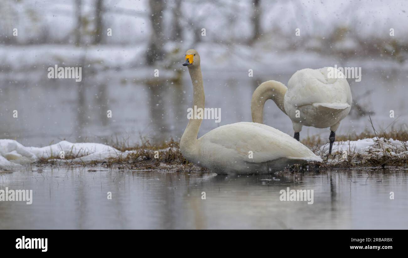 Whooper Swan (Cygnus cygnus), breeding pair at nesting site in driving ...