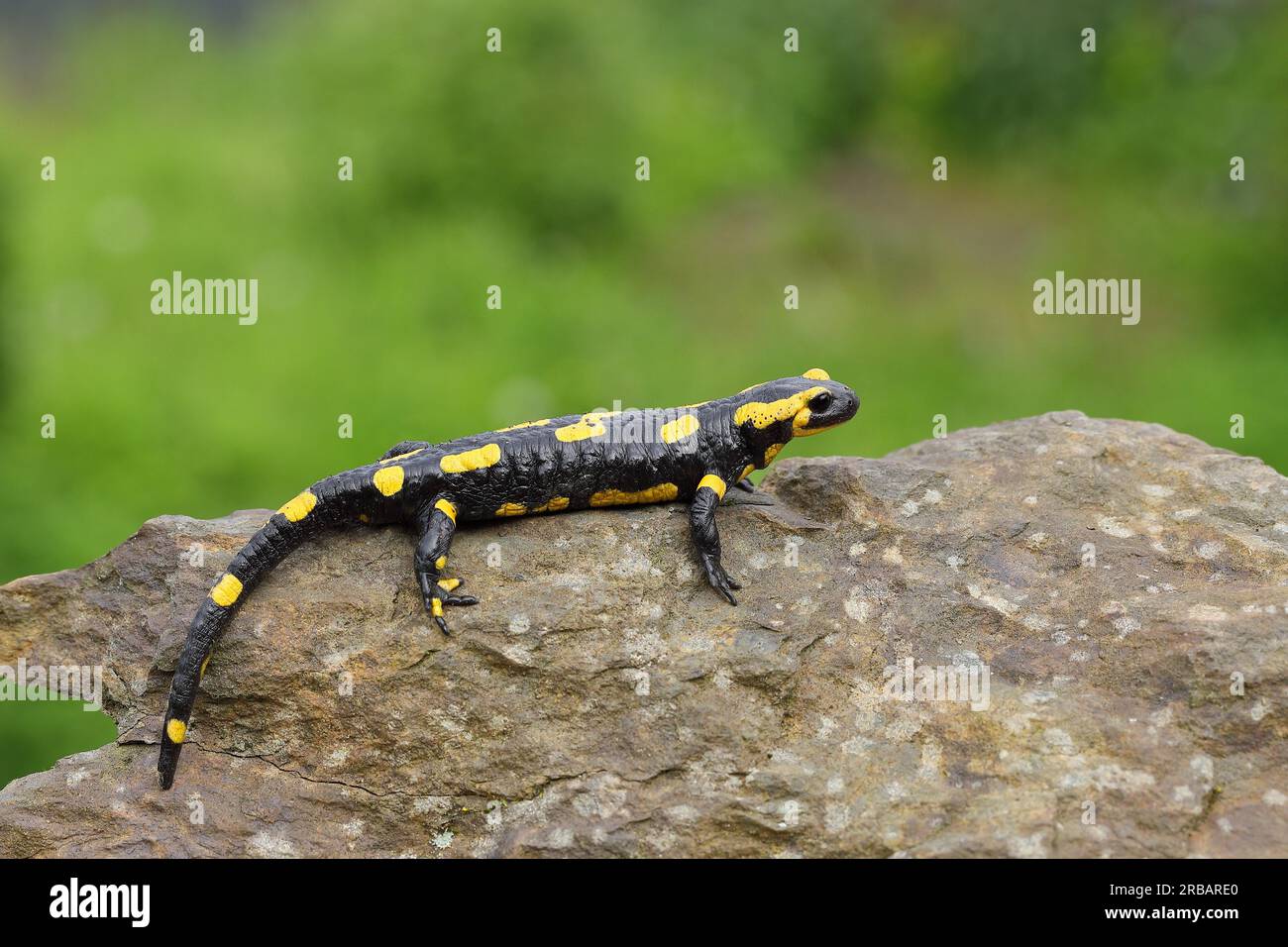 Fire salamander (Salamandra salamandra), running over a stone, Wildlife ...