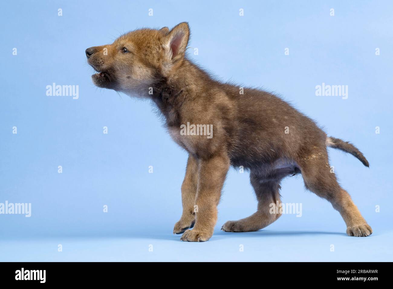European gray wolf (Canis lupus lupus), lateral, practising first howl ...