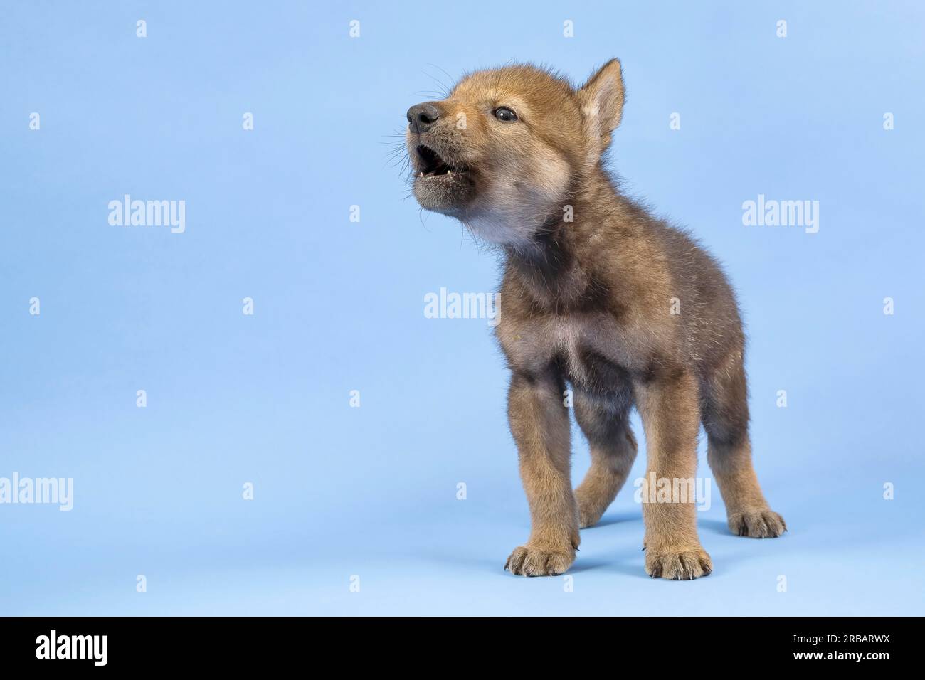 European gray wolf (Canis lupus lupus), standing, howling, pup ...