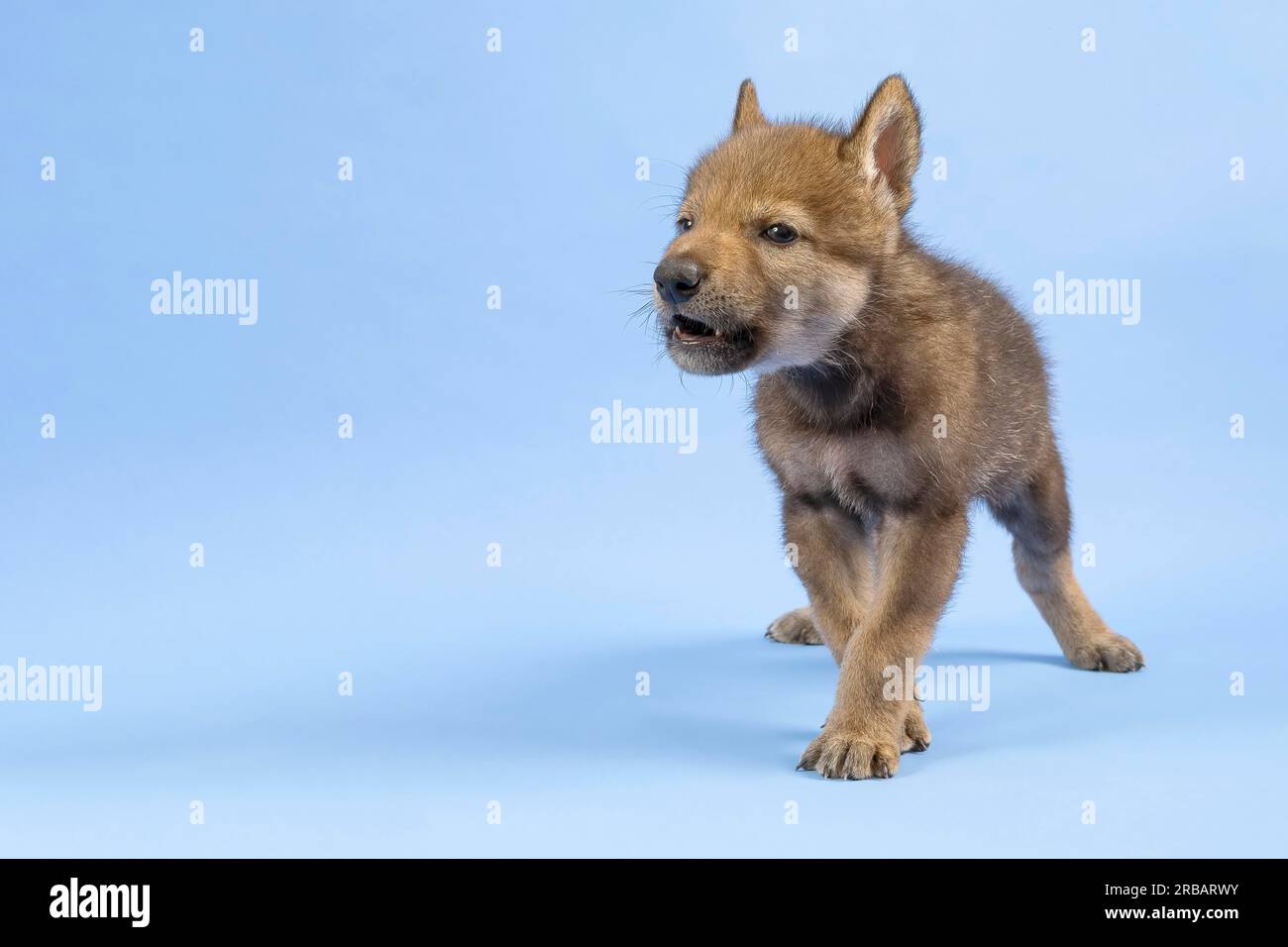 European gray wolf (Canis lupus lupus), lone howler, pup, juvenile ...