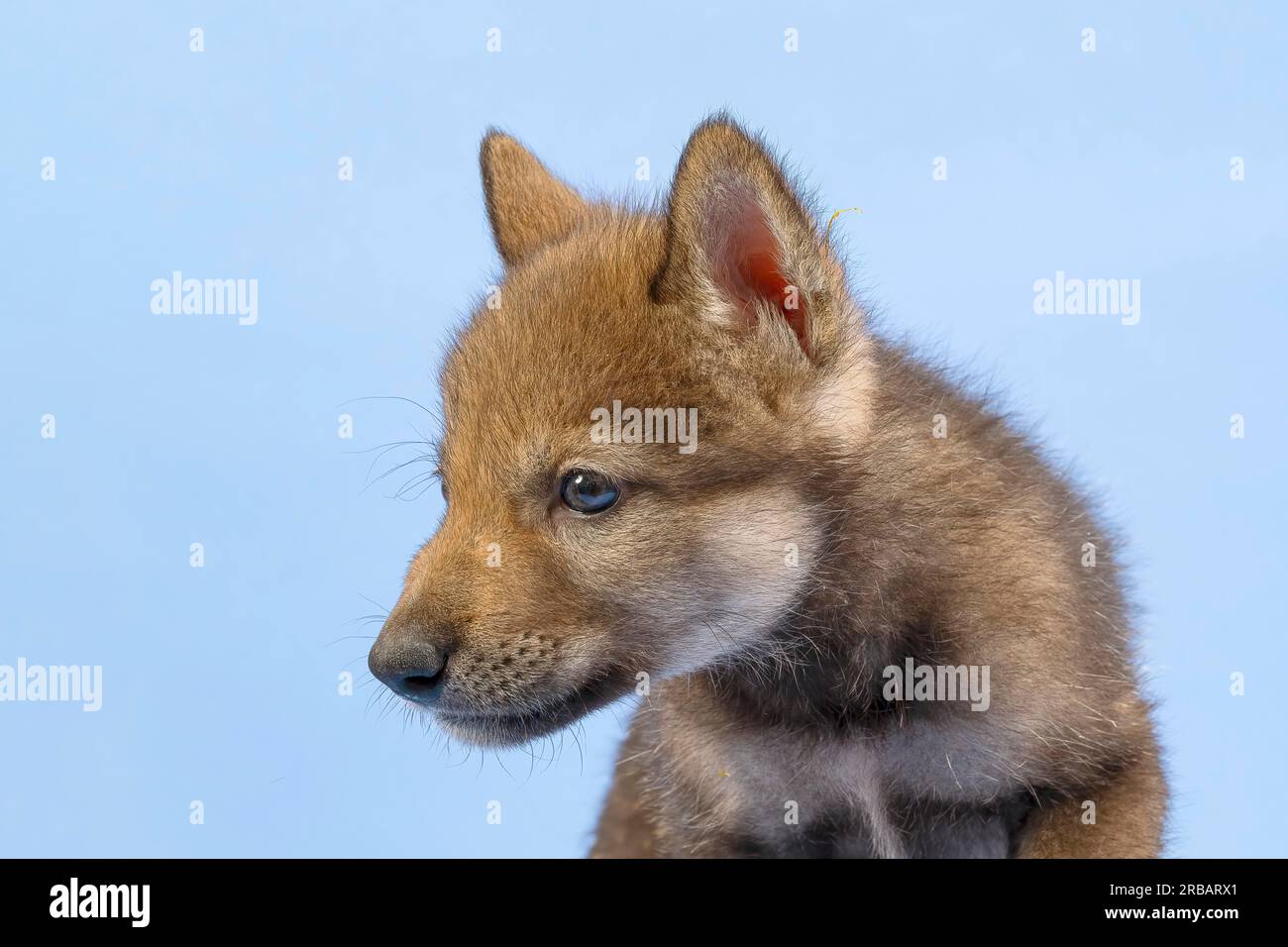 European gray wolf (Canis lupus lupus), animal portrait, puppy ...