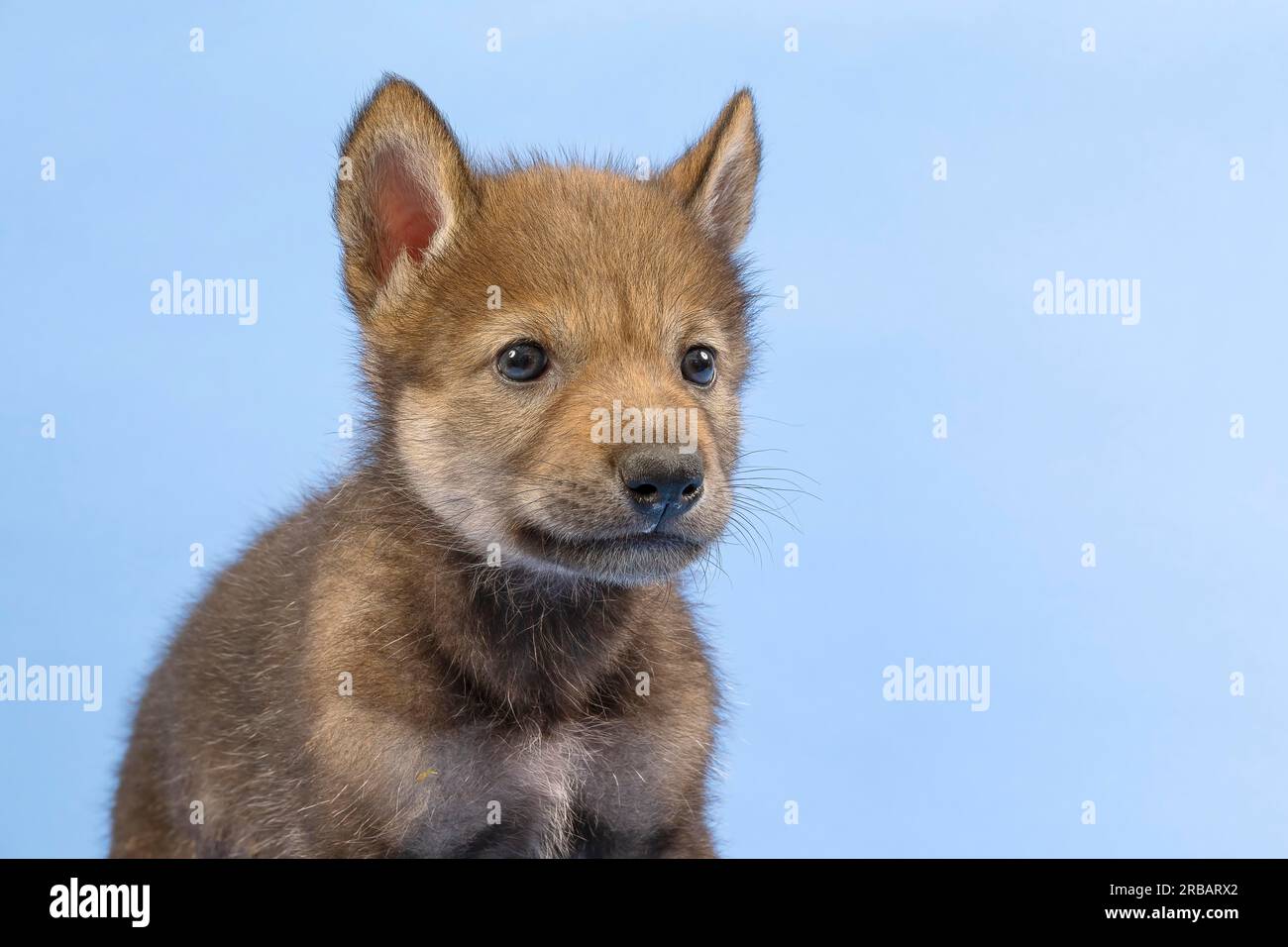 European gray wolf (Canis lupus lupus), animal portrait, ears alert ...