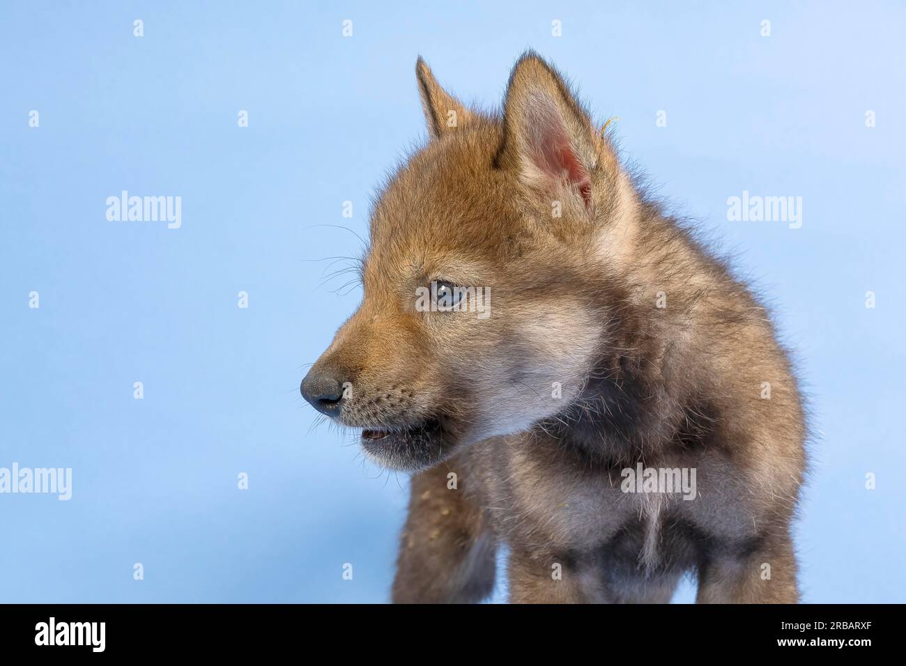 European gray wolf (Canis lupus lupus), animal portrait, lateral, pup ...