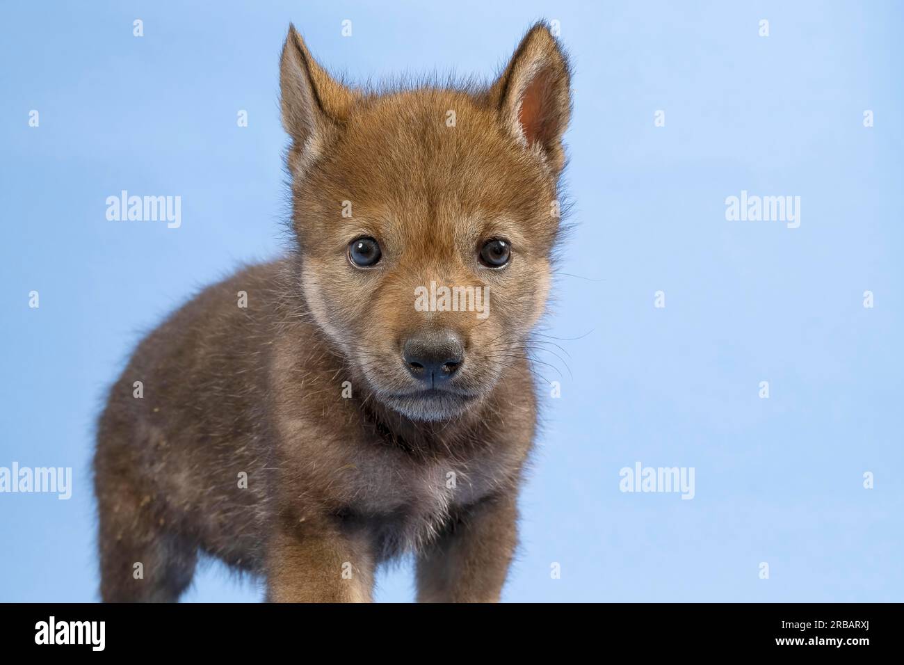European gray wolf (Canis lupus lupus), animal portrait, eye contact ...