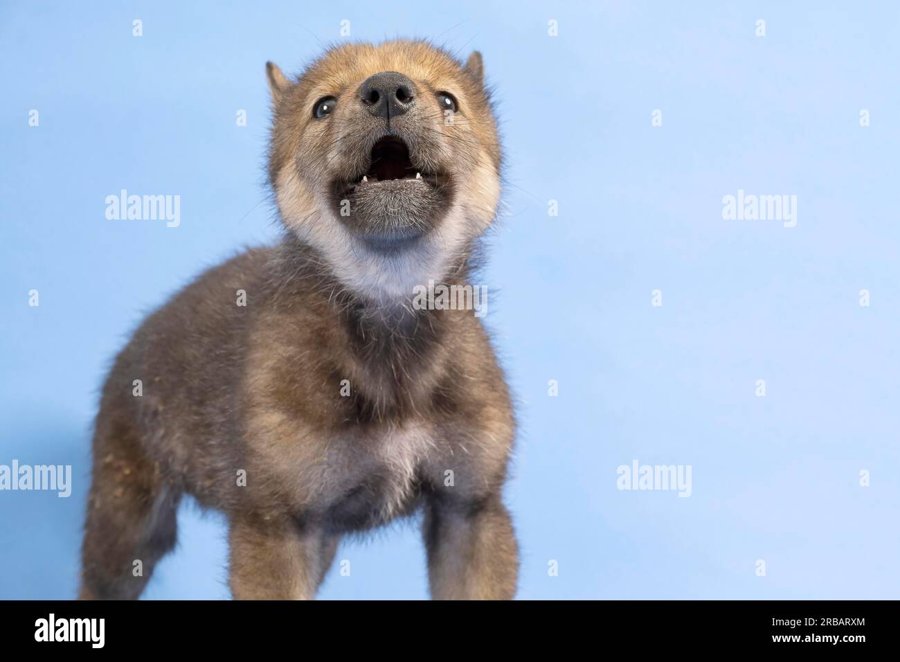 European gray wolf (Canis lupus lupus), animal portrait, howling, pup ...