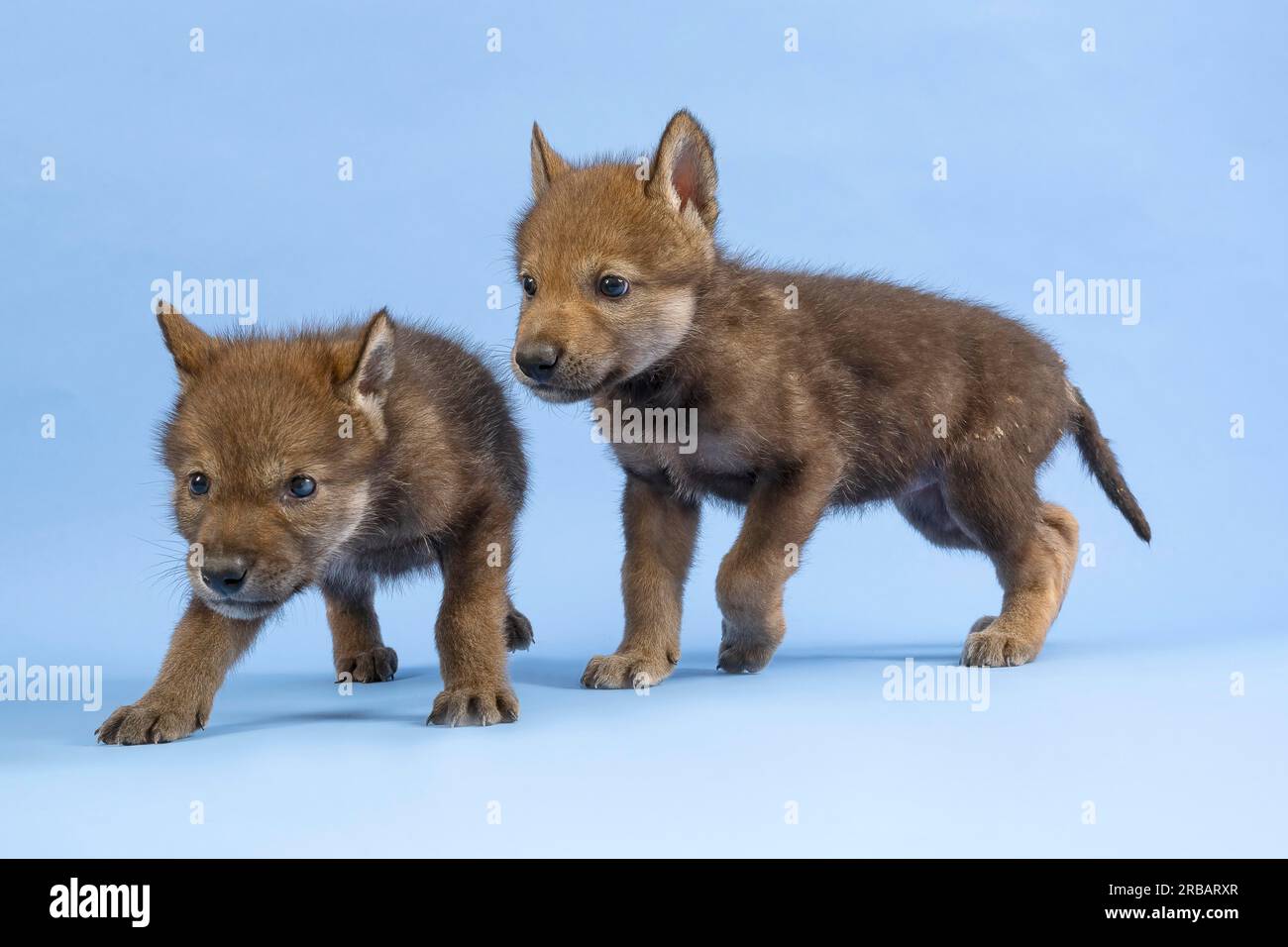 European gray wolf (Canis lupus lupus), 2 animals, siblings, alert, pup ...