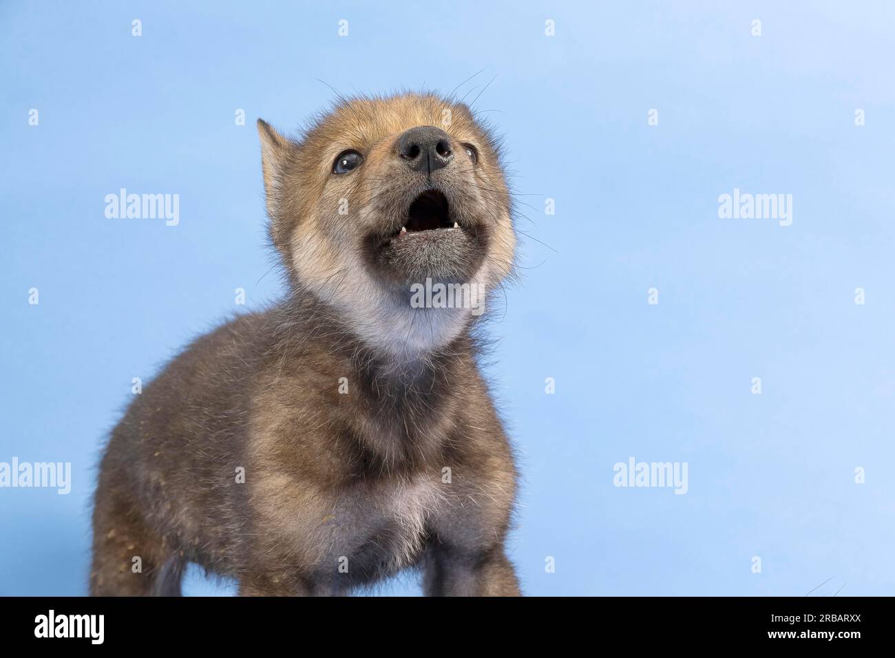 European gray wolf (Canis lupus lupus), animal portrait, howling, pup ...