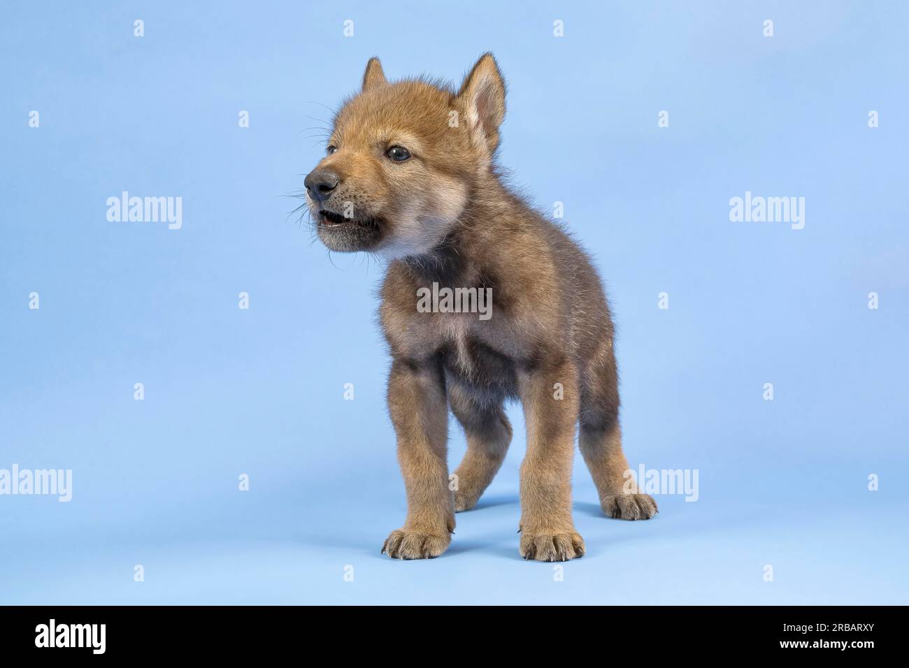 European gray wolf (Canis lupus lupus), standing, frontal, howling, pup ...