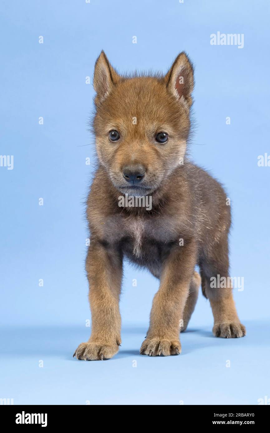 European gray wolf (Canis lupus lupus), frontal, eye contact, pup ...