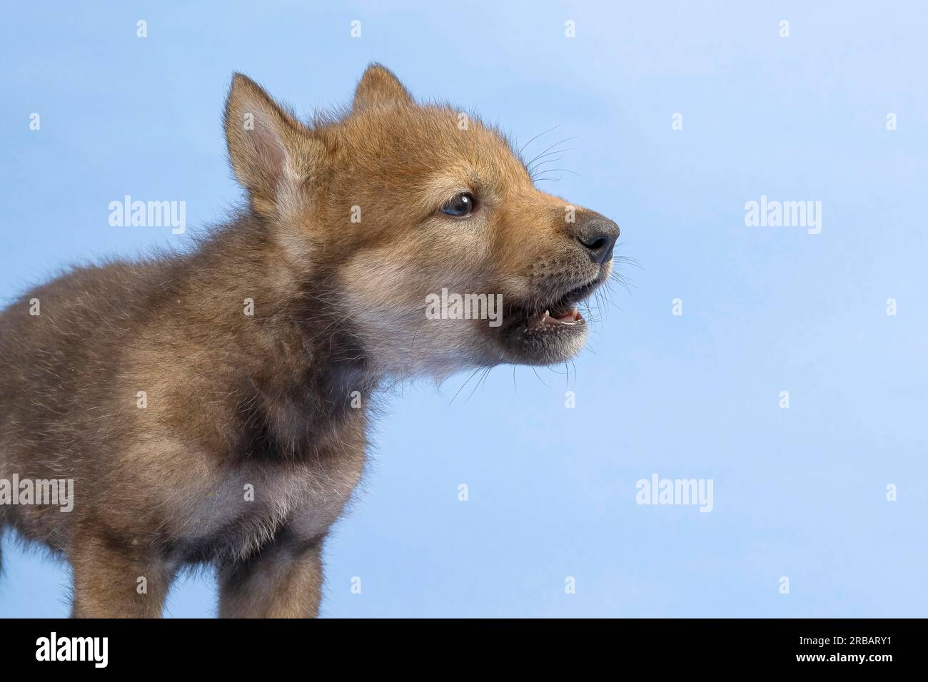 European gray wolf (Canis lupus lupus), animal portrait, howling, pup ...