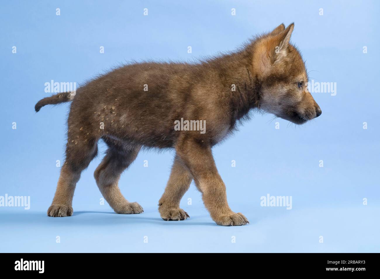 European gray wolf (Canis lupus lupus), lateral view, pup, juvenile ...