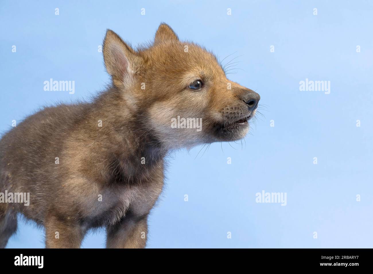European gray wolf (Canis lupus lupus), animal portrait, howling, pup ...