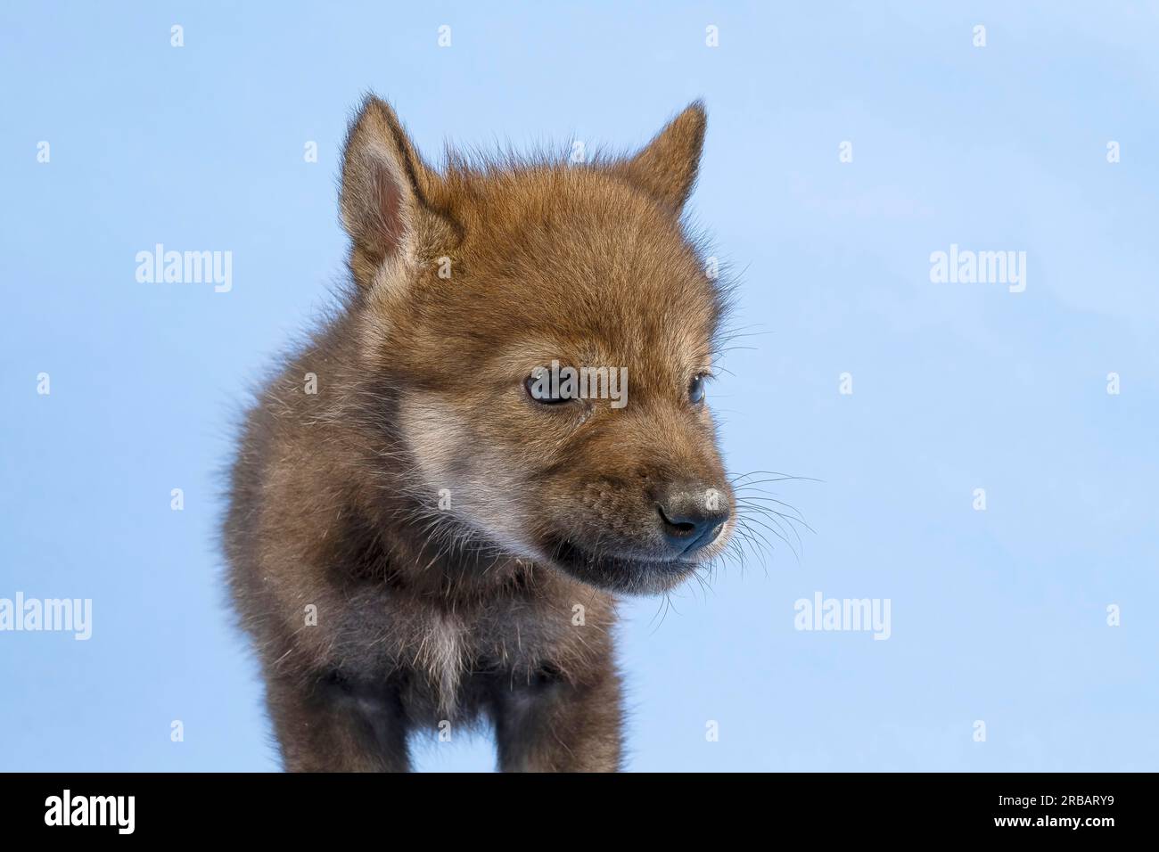 European gray wolf (Canis lupus lupus), animal portrait, puppy ...