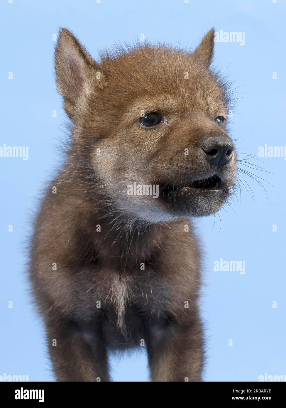 European gray wolf (Canis lupus lupus), puppy, juvenile, captive, 3.5 ...