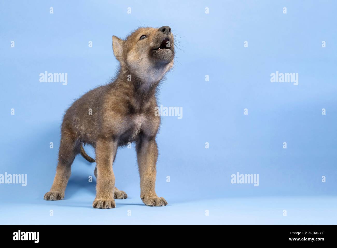 Grey Wolf Pup Howling