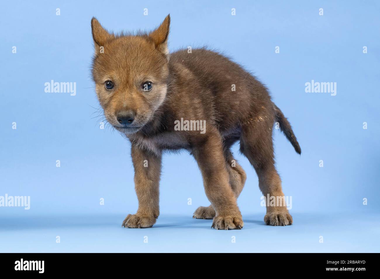 European gray wolf (Canis lupus lupus), eye contact, pup, juvenile ...